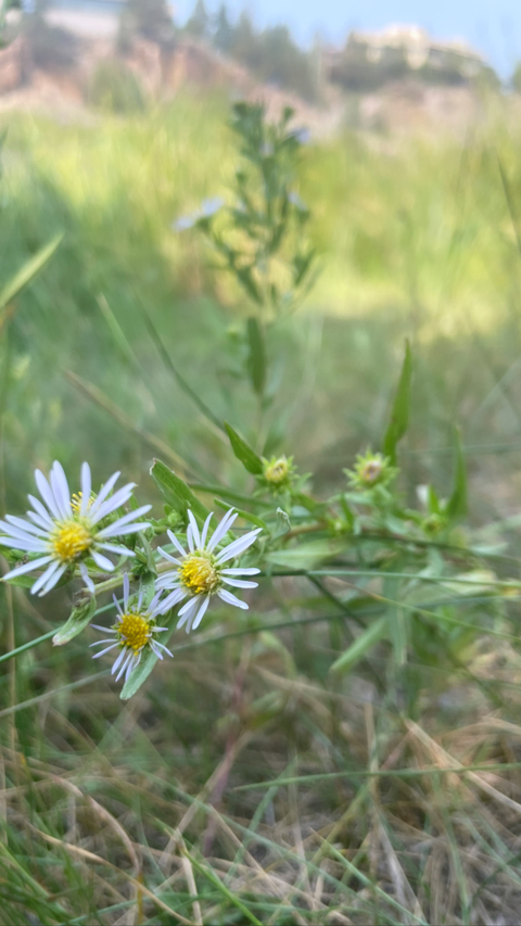 Summer Rae - summer_rae.kisses OnlyFans