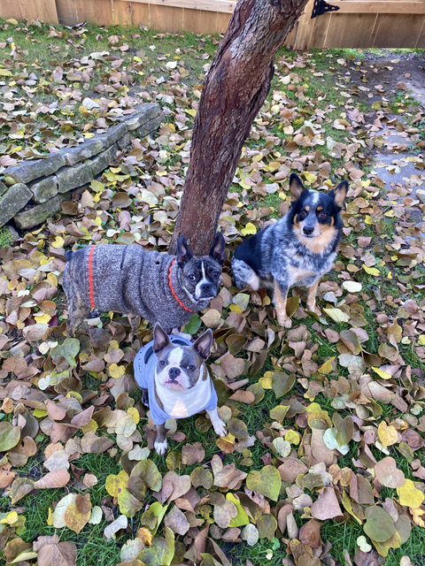 Bruce Wayne, Ollie & Thea - maegz OnlyFans