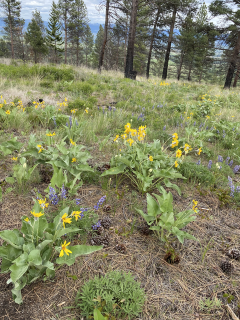 Tanya - tanyaaanya OnlyFans