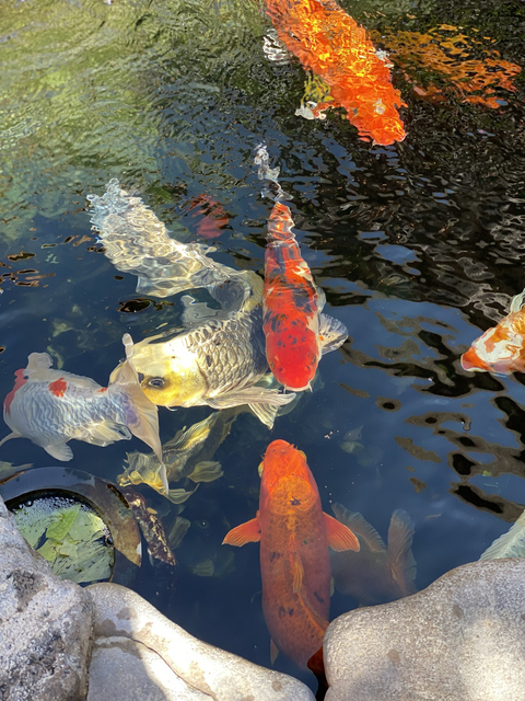 Miss Maya Mayhem - missmayamayhem33 OnlyFans