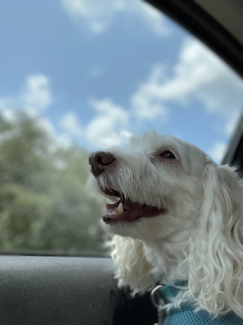 Marley - mister_marley_bear OnlyFans