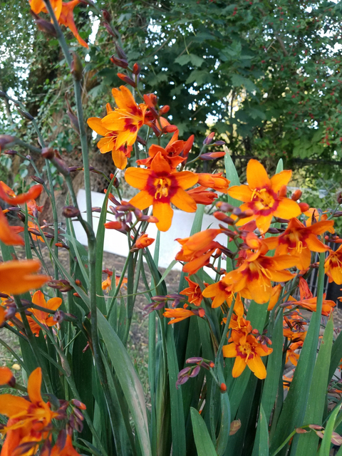 Anna - anna_rea OnlyFans