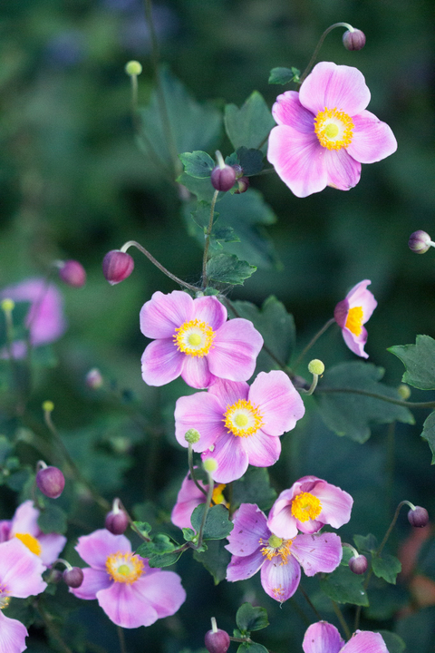 Hunnie Pot - hunnie_pot OnlyFans