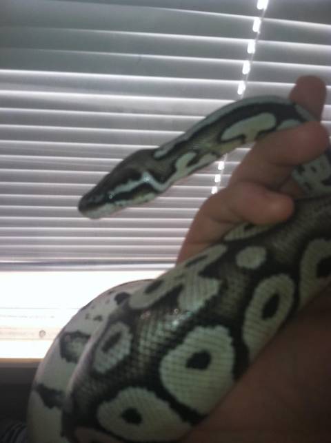 Jay Heitman - scoopsyscoops OnlyFans