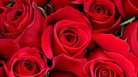 Rosa Baker - rosabaker OnlyFans