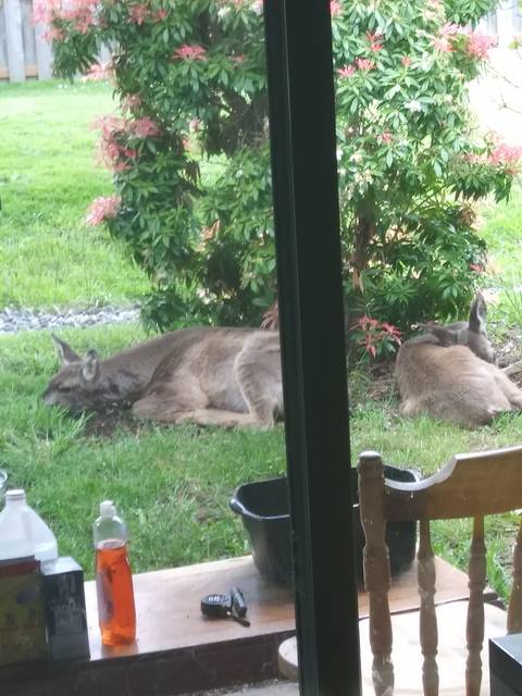 Chris - lady_in_a_mask OnlyFans