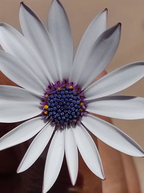 ~lalin - lalink OnlyFans