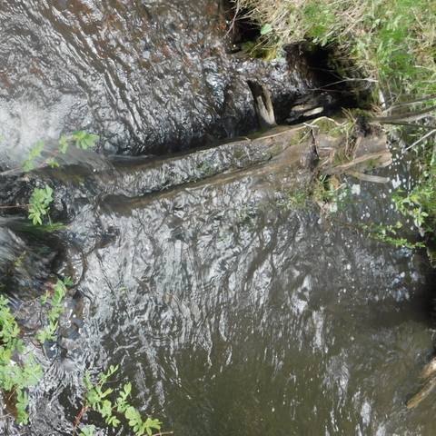 Willow Rain - willowrain OnlyFans