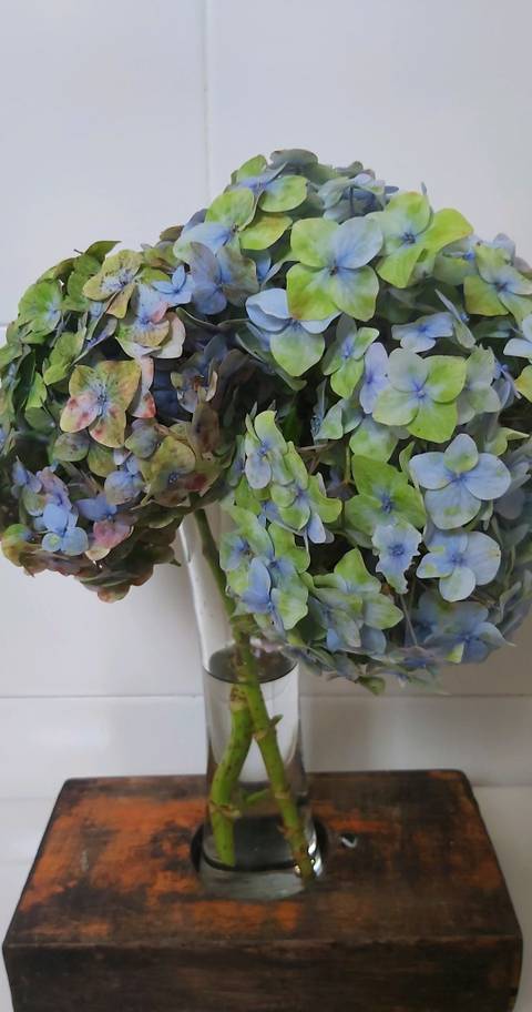 Alicia mesa - aliciamesa OnlyFans