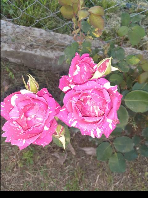 Bad_Girl😈 - bad_mai OnlyFans