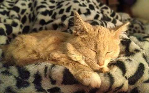 Miss Wolfie - miss_wolfie OnlyFans