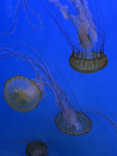 Chrizzy - chrizzzzy OnlyFans